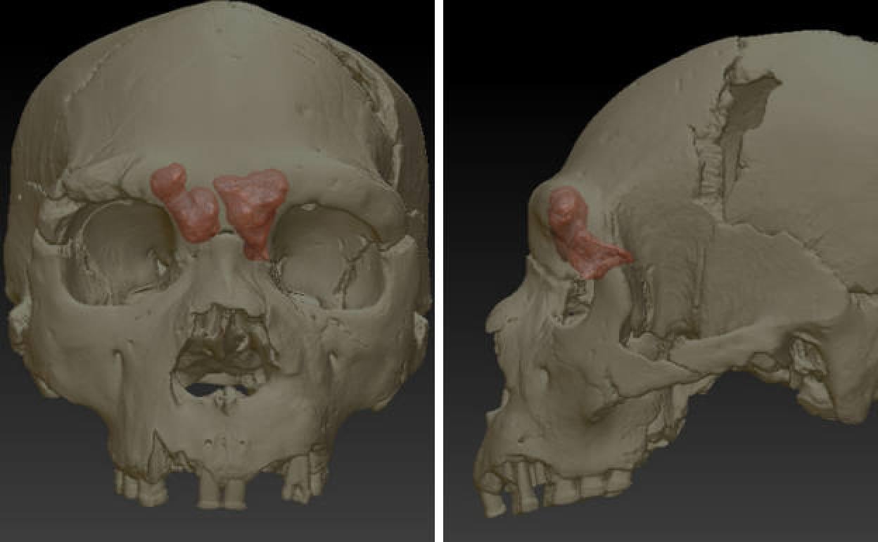 Seis Cráneos De Atapuerca Claves Para Un Estudio Mundial Sobre La